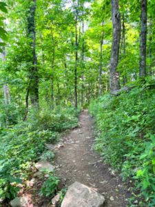 Bearwallow Mountain Trail: 2025 Hiking Guide - When In Asheville