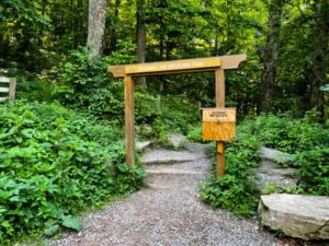 Bearwallow Mountain Trail: 2025 Hiking Guide - When In Asheville