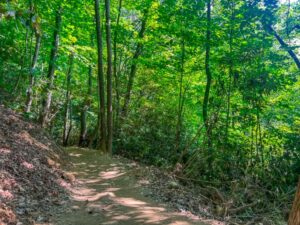 Catawba Falls Trail: Your Updated Guide (2024) - When In Asheville