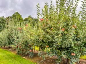 Ultimate Guide to Apple Picking Near Asheville, NC - When In Asheville