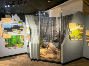 Exploring Mount Mitchell: Your Essential Visitor's Guide - When In ...