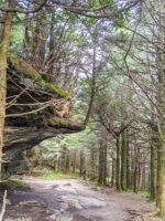 Exploring Mount Mitchell: Your Essential Visitor's Guide - When In ...