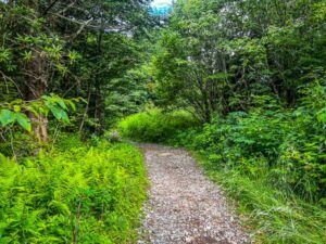 Sam Knob Trail - 2024 Hiking Guide - When In Asheville