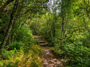 Sam Knob Trail - 2024 Hiking Guide - When In Asheville